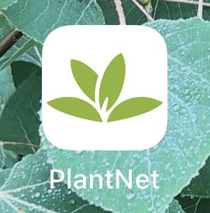 用开源移动应用 PlantNet 来识别花草和树木 - OSCHINA - 中文开源技术交流社区